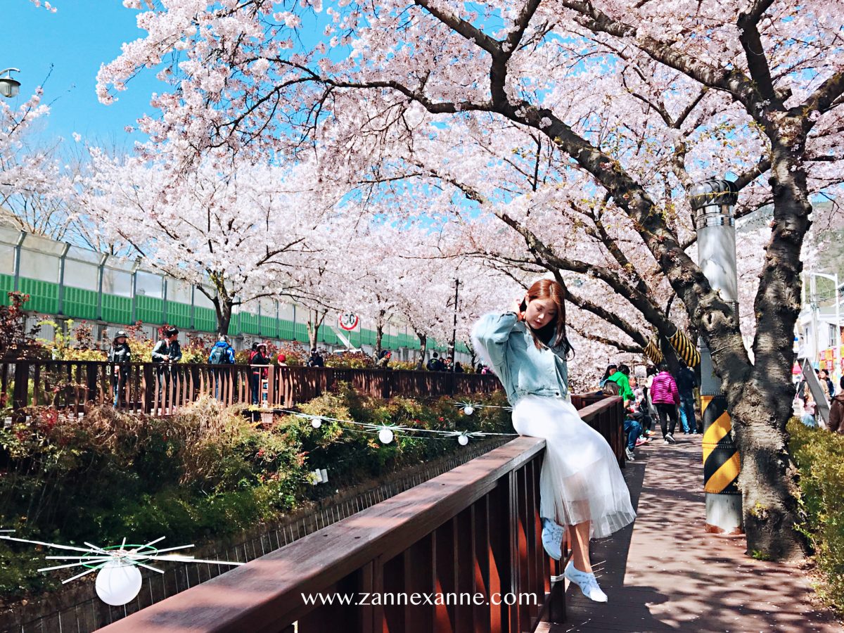 Jinhae Cherry Blossom Festival | Zanne Xanne’s Travel Guide – Zanne Xanne