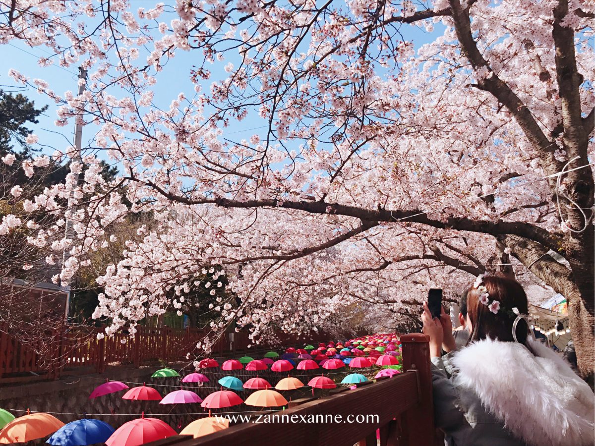 Jinhae Cherry Blossom Festival | Zanne Xanne’s Travel Guide – Zanne Xanne