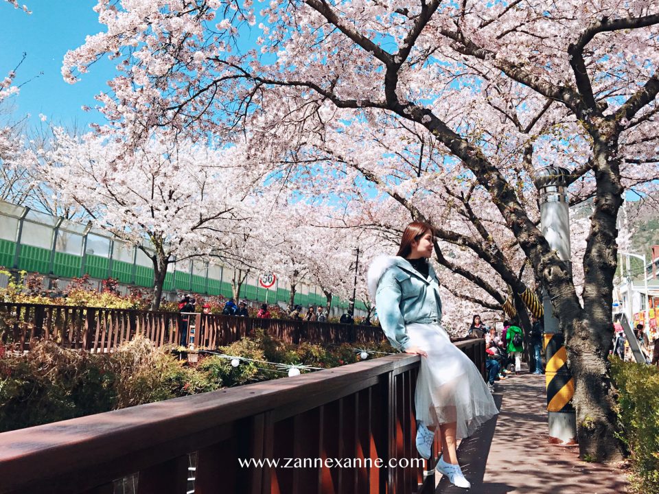 Jinhae Cherry Blossom Festival | Zanne Xanne’s Travel Guide – Zanne Xanne