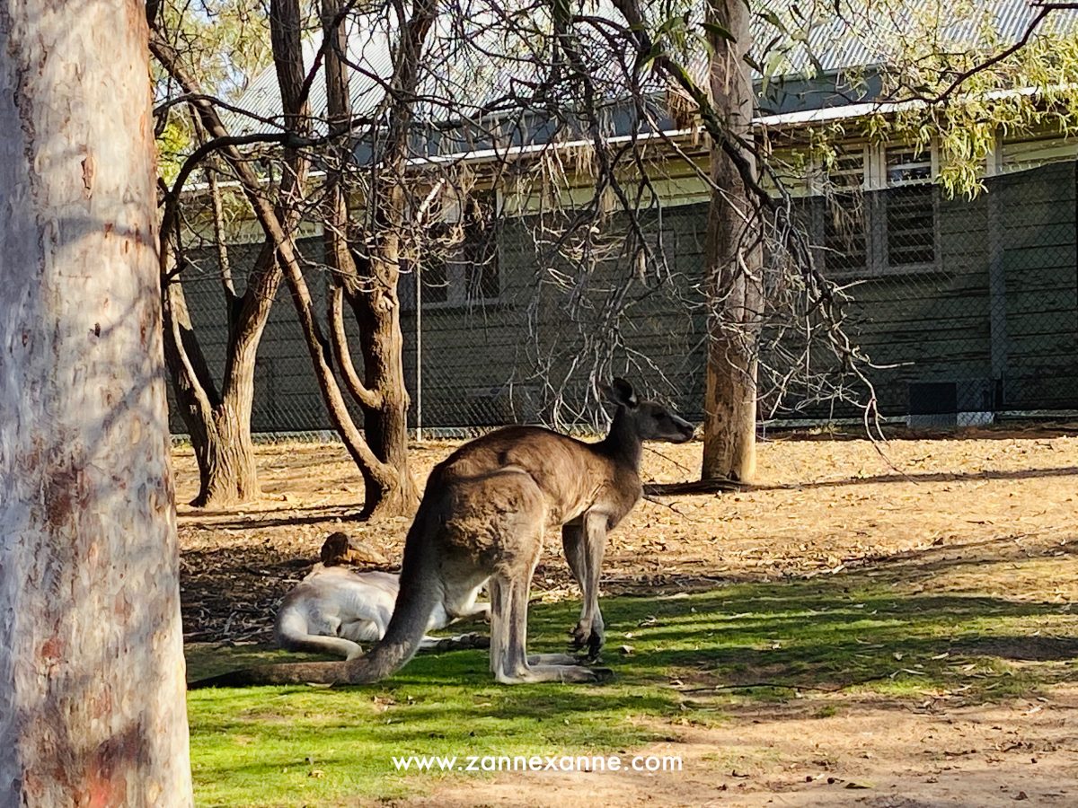 Ipswich Nature Centre Review | by Zanne Xanne – Zanne Xanne